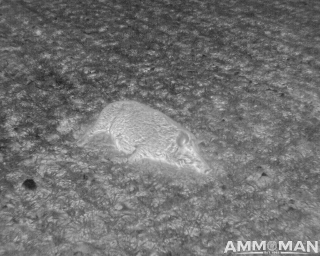 Hog Hunting at Night - AmmoMan School of Guns Blog