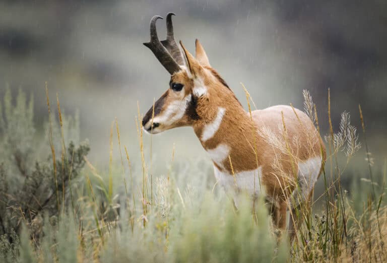 What Can You Hunt With 223 Ammo?